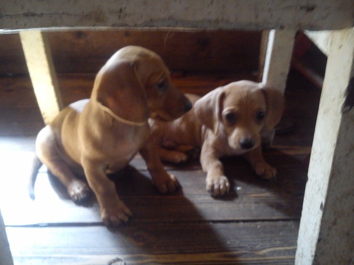 BASSOTTO TEDESCO PELO RASO CUCCIOLI